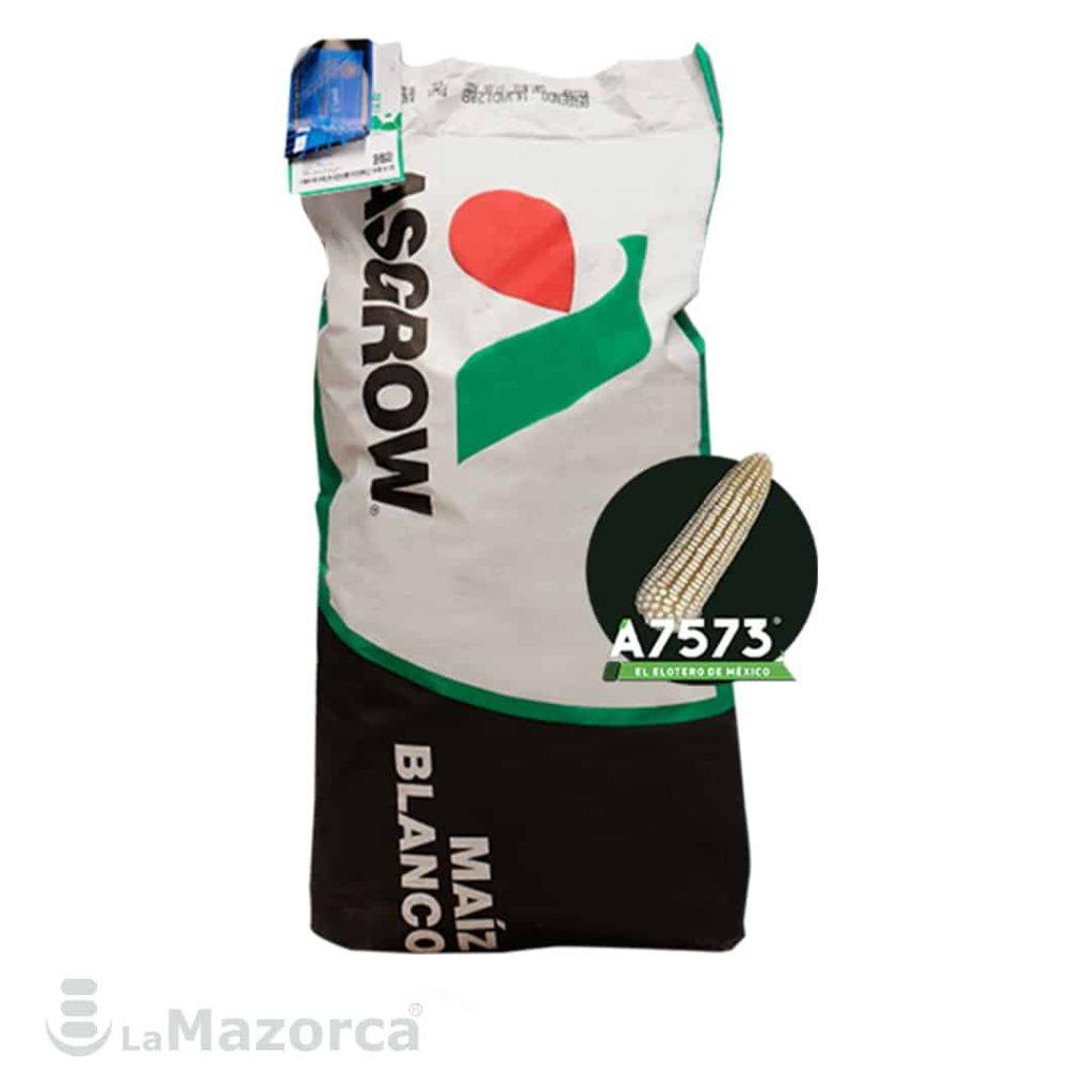 SEMILLA ASGROW A7573 – Mazorca