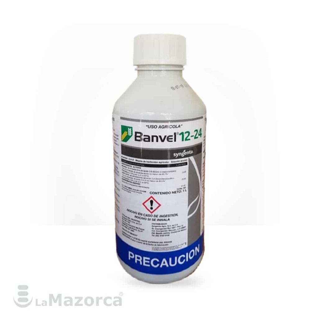 BANVEL 12-24 – Mazorca